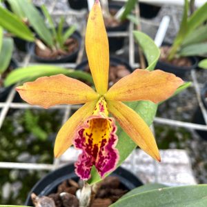 Cattleya - 808 Orchids Inc.