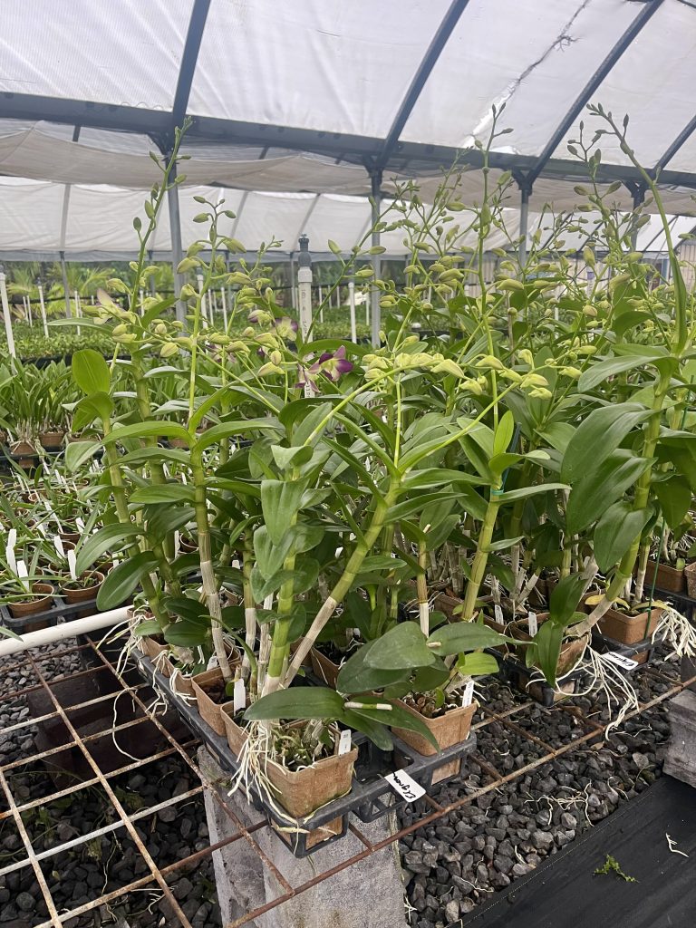 Den. Aridang Blue Angel - 808 Orchids Inc.