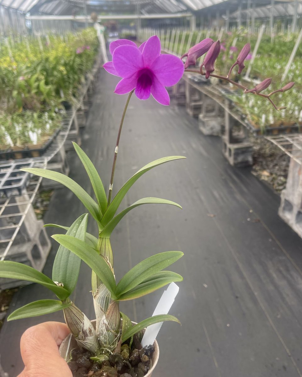 Den. Enobi Purple ' Little Plum' 3" - 808 Orchids Inc.