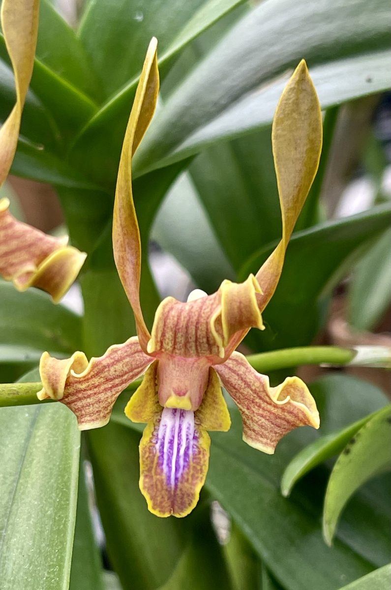 Den. Butterscotch Ube '808 Orchids' - 808 Orchids Inc.