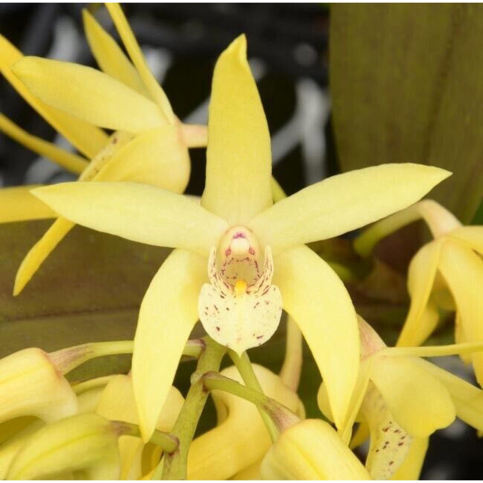 Dendrobium (Den-Phal Type) - 808 Orchids Inc.