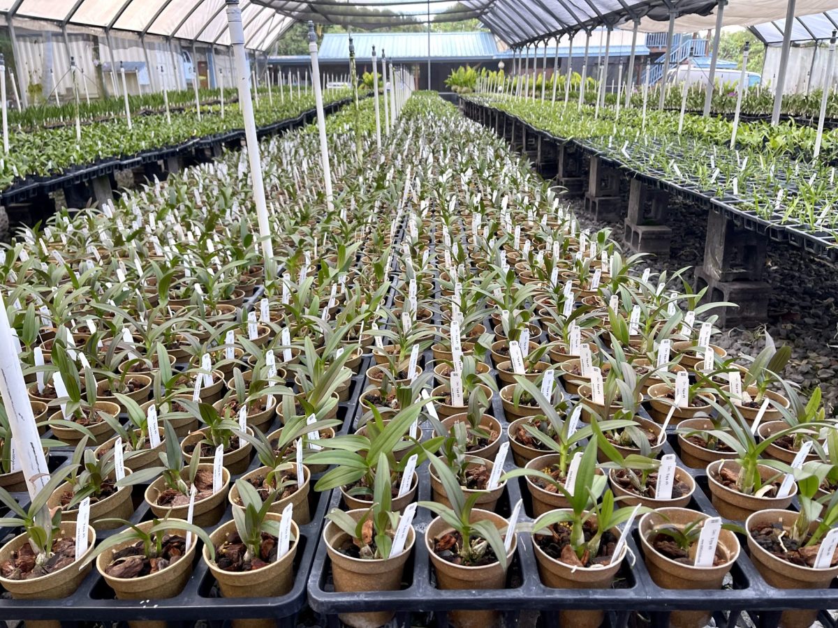 Den. Yaya 4N - 808 Orchids Inc.