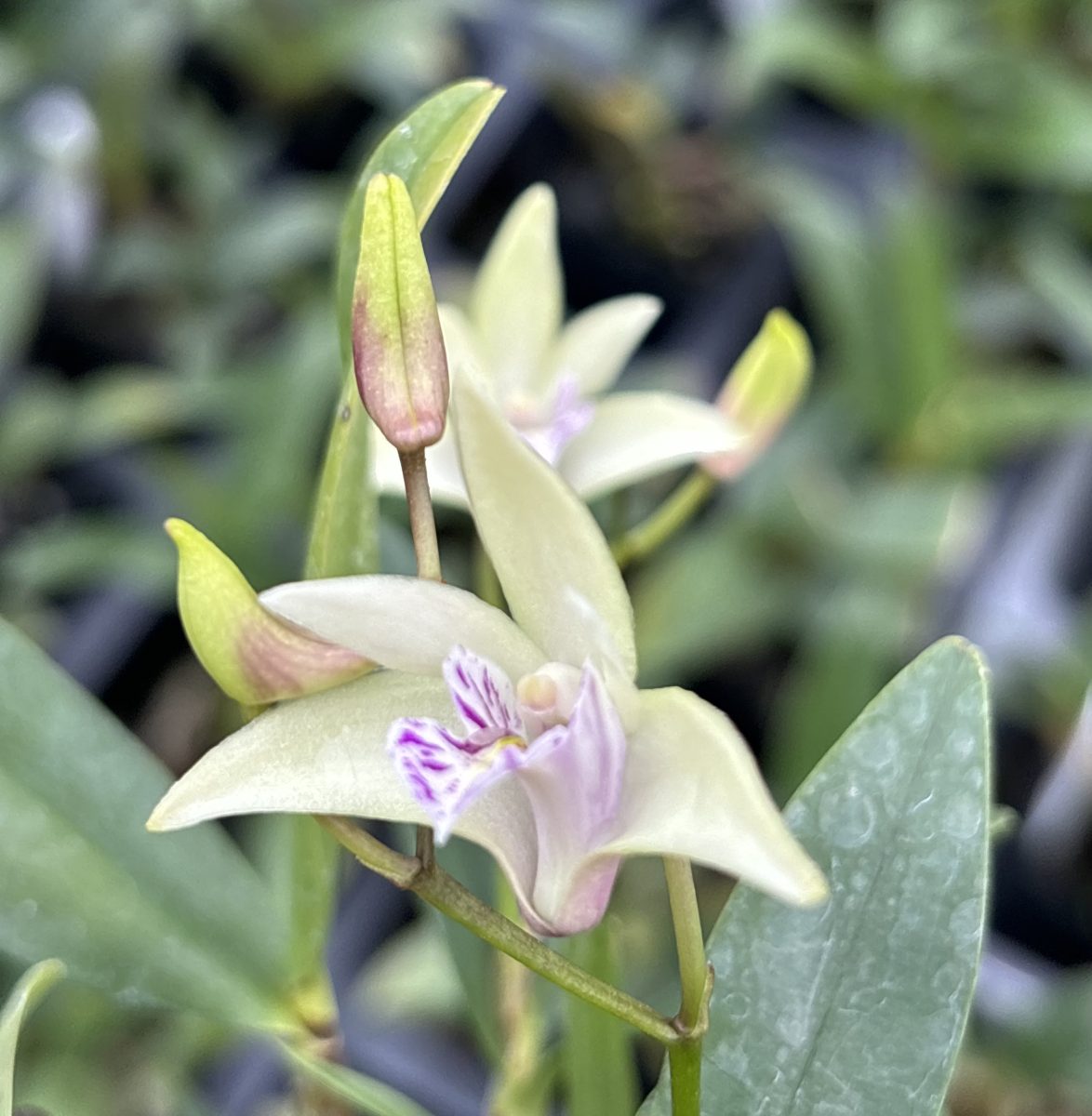 Den. Hamana Smile ' Early Bird' 4" - 808 Orchids Inc.